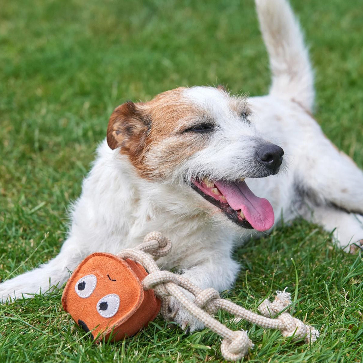 Sustainable Dog Toys from All-Green with Free Delivery